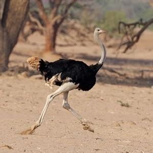 Bipedal The Savanna Theory Green Comet