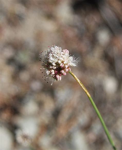 Eriogonum Nudum Wikiwand