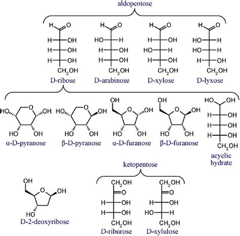 D Ribose And Some Pentoses With Similar Structure Download Scientific Diagram
