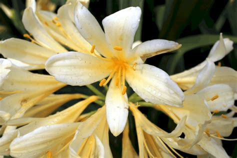 Clivia Miniata Citrina Lifestyle Home Garden Online Store