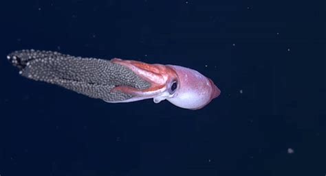 Deep Sea Squid S Find And Share On Giphy