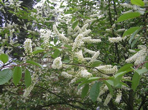 Cherry Tree Identification At Brock Foletta Blog