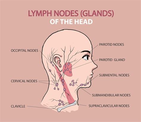 Occipital Lymph Nodes 9786131033100 6131033102 Lymfknutor Hals