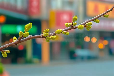 广告牌ai数字艺术 清明自然写实风格树枝嫩芽春天城市街道广告牌背景商业照片 Ai图片免费下载png格式1344像素编号71357352 千图网