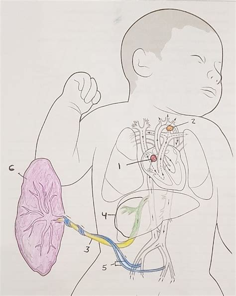 Fetal Heart Diagram Quizlet