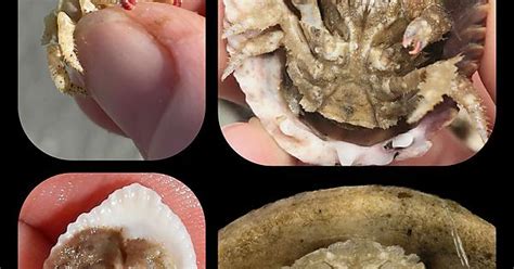 The Shellback Crab These Crabs Create Their Own Makeshift Shields Out Of Clamshells The Crab