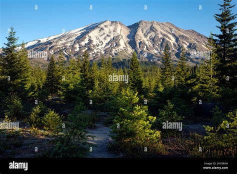 Wa22516 00washington Early Morning Light On Mount St Helens From