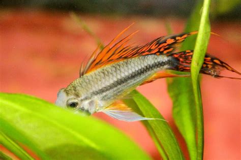 Apistogramma Dwarf Cichlid 101 Proper Care Diet And Health