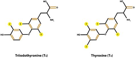 Chemical Structure Of Thyroid Hormones Download Scientific Diagram