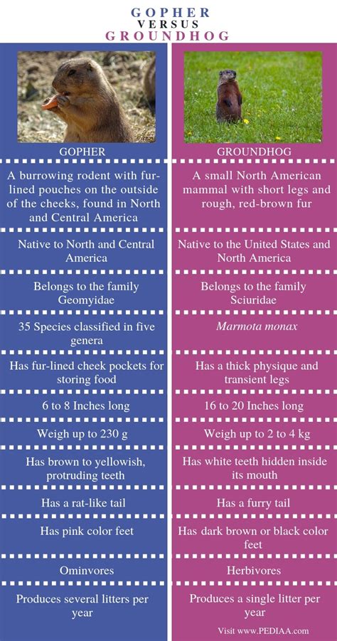 What Is The Difference Between Gopher And Groundhog Pediaa Com