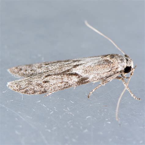 Hypatopa Bugguide Net