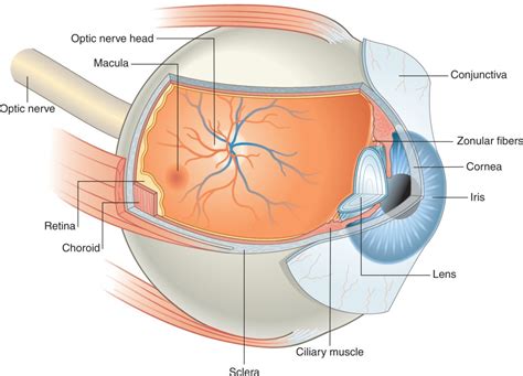 Eye Anatomy Conjunctiva Sclera