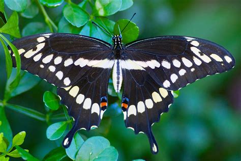 Giant Swallowtail At Last Benweb 33