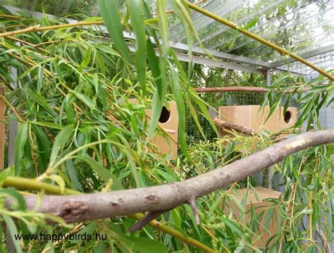 Agapornis Fischeri Fischers Lovebird Care And Breeding