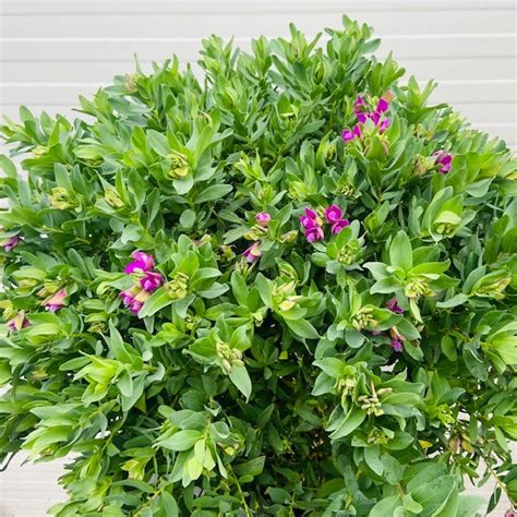 Polygala Myrtifolia Vleugeltjesbloem Struik 60 Cm Tas Boomkwekerij