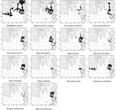 Distribution Of The Starry Ray Amblyraja Radiata Common Blue Skate Download Scientific