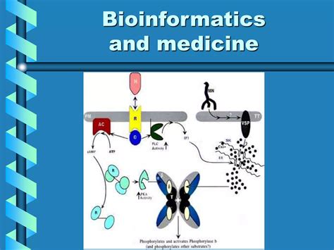 What Is Bioinformatics Ppt Genetics Science