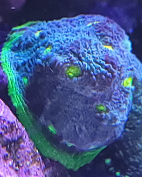 Question Of The Day Easter Egg Chalice Do You Have Any Chalice Corals In Your Tank Page 2