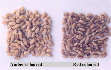 Amber And Red Coloured Seeds Formed In C4 X R45 And C9 X R2 Hybrids Download Scientific Diagram