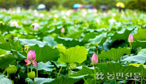 여름 축제 물안개 둘러도 빛나네 연못에 별처럼 핀 꽃