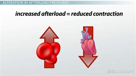 Cardiac Afterload Definition And Reducing Agents Video And Lesson
