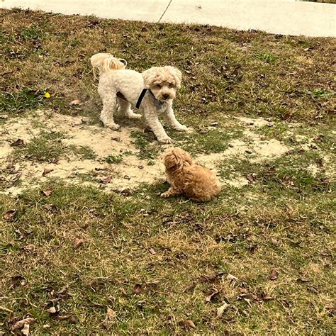 The Adventures Of Baxter And Layla Youtube