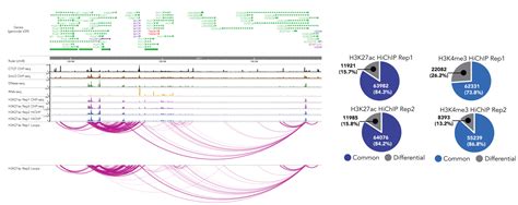 Hichip Arima Hic And Chromatin Immunoprecipitation Arima Genomics