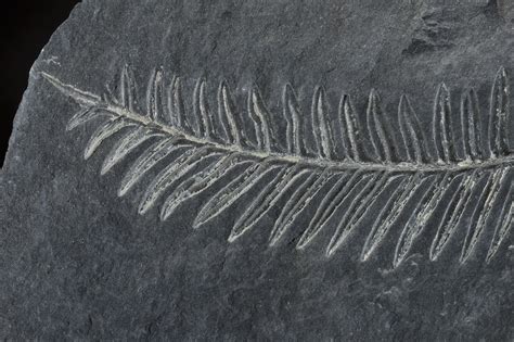 How Plants Powered Prehistoric Giants Millions Of Years Ago