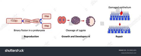 Mitoses Very Important Activity Many Body Stock Illustration 2513661403 Shutterstock