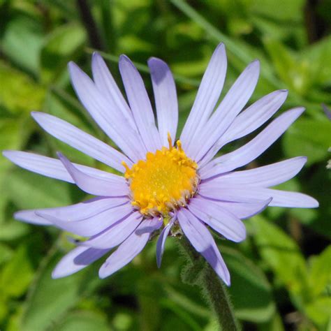 European Wild Flower Aster Alpinus Alpine Aster