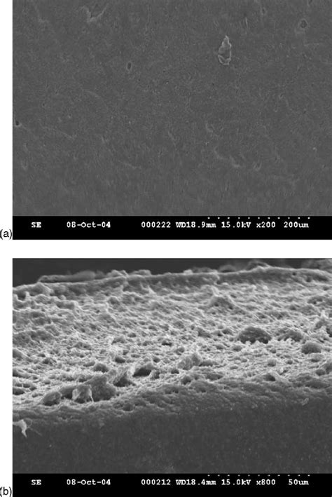 showed examples of sem micrographs for the polymer membrane samples