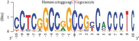 The Prediction Of Core Promoter Elements Transcription Factor Binding