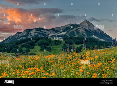 Wildflowers And Mt Crested Butte 12 162 Ft Gunnison National