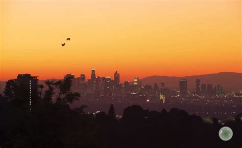 Still Photography Wild Film La