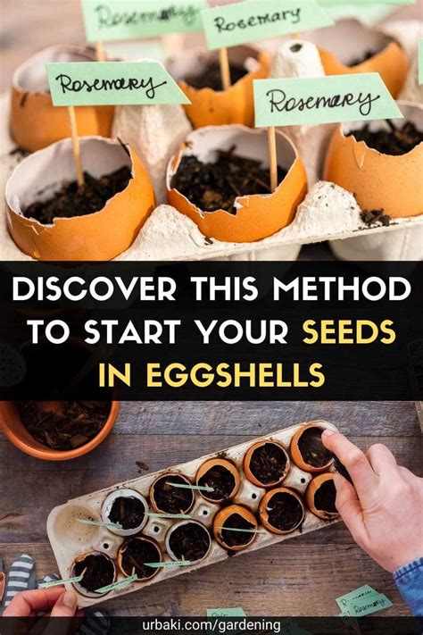 Planting Seeds In Eggshells Is A Fun And Eco Friendly Way To Spice Up Your Garden Balcony Or