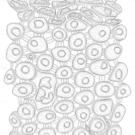 Epidermis Structure Cross Section 3d Model