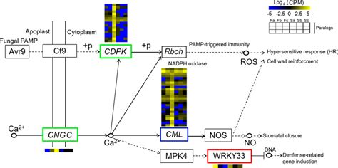 Differential Expression Of Genes Involved In Plant Pathogen Interaction Download Scientific