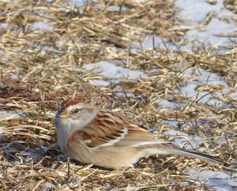 Ebird Checklist 28 Jan 2025 Alfred Z Solomon Grassland Bird