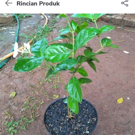 Jual Pohon Melati Dengan Pot Gantung Kota Tangerang Selatan Andin