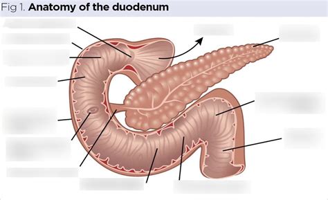 Duodenum Diagram Quizlet