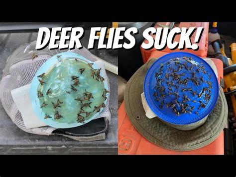 What Will Repel Deer Flies