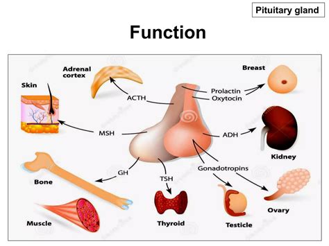 Structure Function Relationship Of The Endocrine Glands Of The Head And Neck Regions With Their