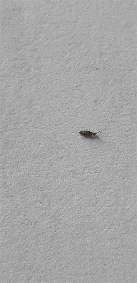 Tiny Mystery Bug On Plants R Whatsthisbug