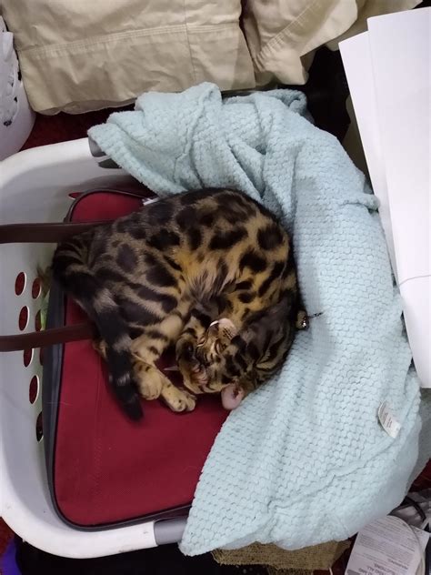 And I Present To You My Peets Scrolller