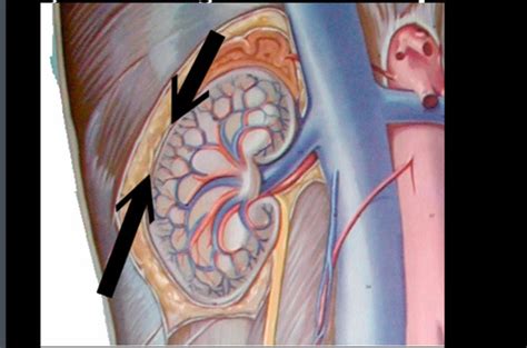 Urinary Histology Flashcards Quizlet
