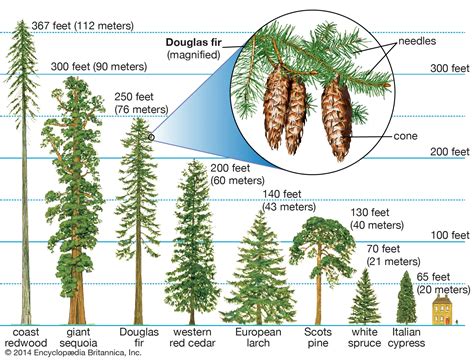 What Is Softwood Species Origin Qualities And Best Uses
