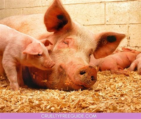 Major Win Animal Tested Cosmetics Ban In Washington Cruelty Free Guide