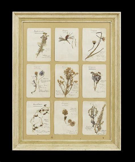 Lot Four French Mounted Dried Botanical Specimens