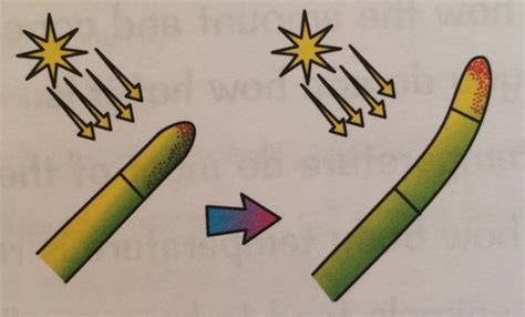 Unit 10 Evolution Flashcards Quizlet