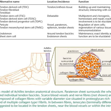 Pdf Tendon Injuries Basic Science And New Repair Proposals